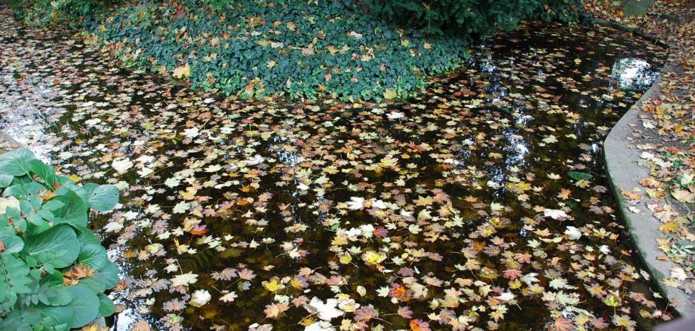 Les fulles no són brutor