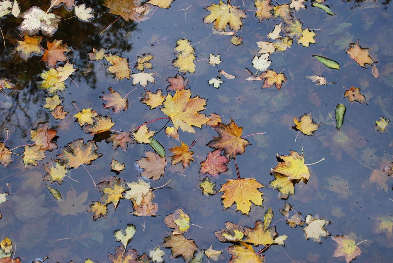 Les fulles no són brutor