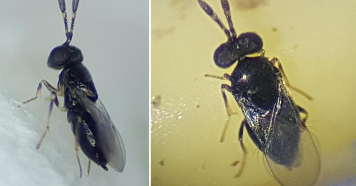 Detecten per primera vegada a Mallorca la presència de la microvespa ...